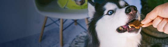 Our Story – Furry Republic